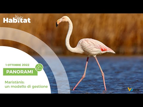 MARISTÀNIS: UN MODELLO DI GESTIONE