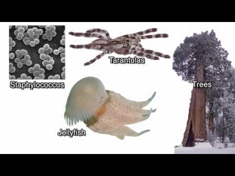 Enzymes Video