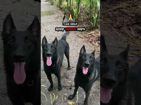 Watch this if you have a Belgian Malinois 🤎🖤🩶 #asgardmalinois #ludwigmalinois #lunathegsd