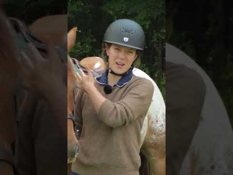 How to Effectively Communicate With Your Horse