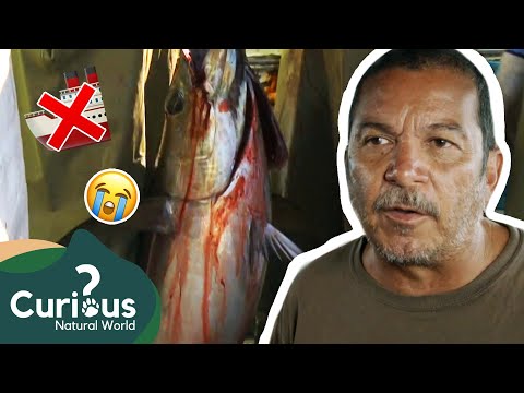 The Unrelenting WAR Against Long Line Fishers! 🛥 | Curious?: Natural World