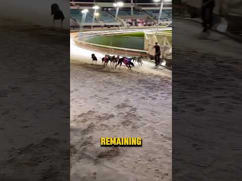 How To Stop A Greyhound Race! #shorts