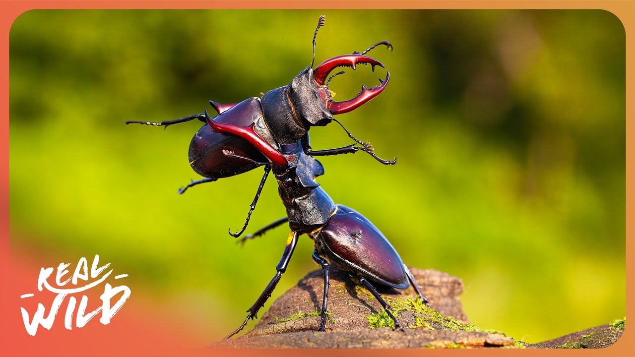 PLANET INSECT | Rare Footage of Insect Rituals | 4K