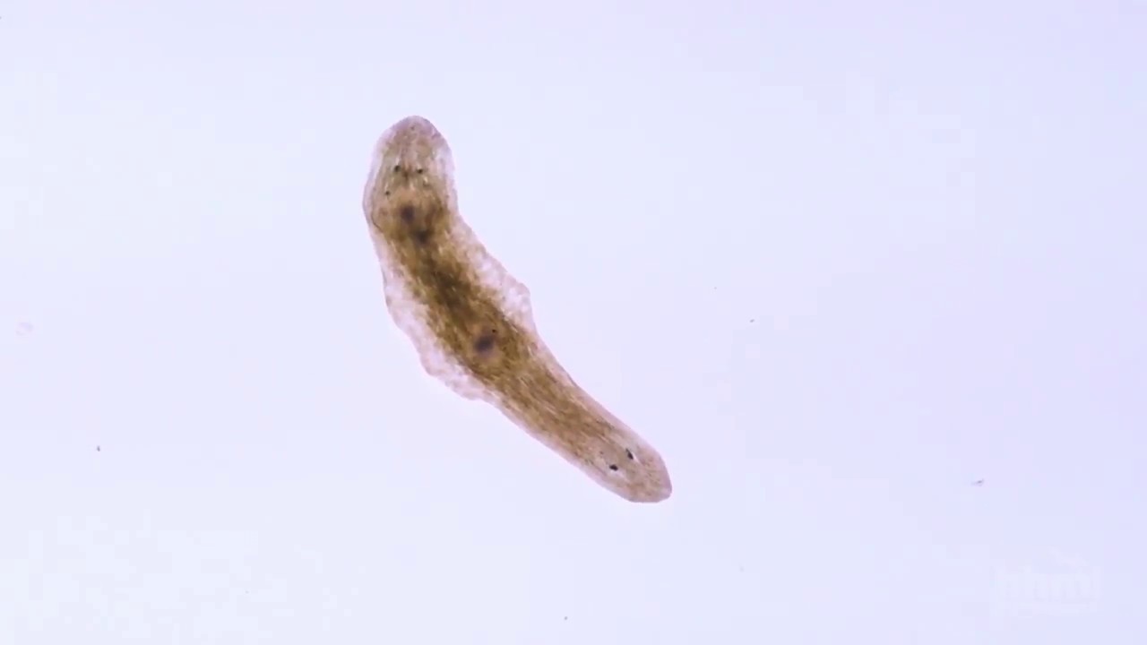In A Minute Science: Planaria