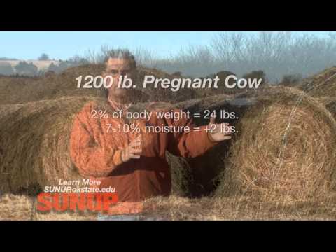 Cow-Calf Corner: How Much Hay to Feed? (11/14/15)