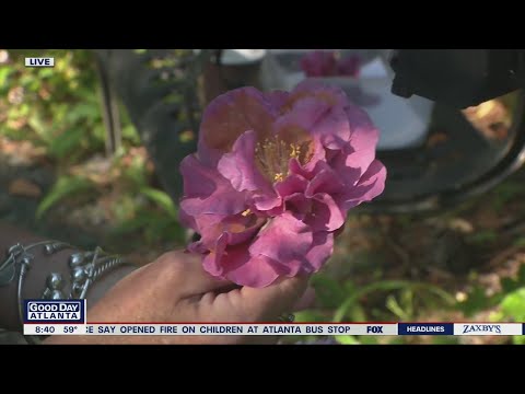 New camellia variety discovered at Kennesaw garden
