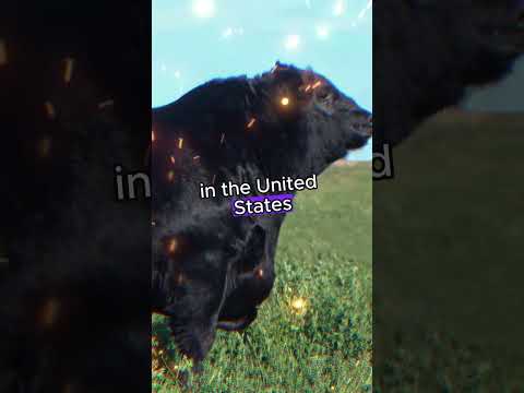 Angus Cattle #cow #bulls