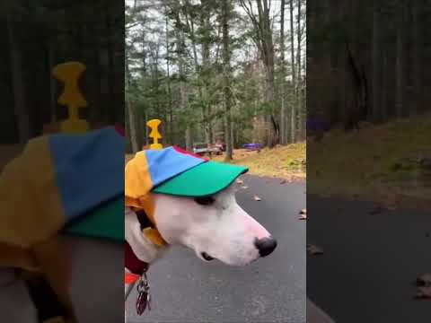 πΆππ Watch This Video of a Dog in a Cute Helicopter Cap! #shorts #dogs #funny #viral #helicopter