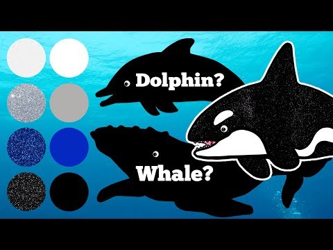 Is Orca(Killer Whale) a Whale or a Dolphin? | Fun Science Video for Kids