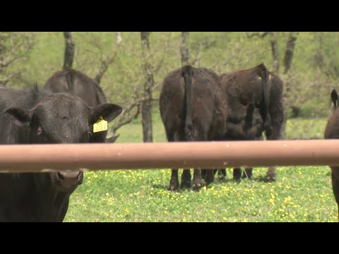 VIDEO: Meat processing plant