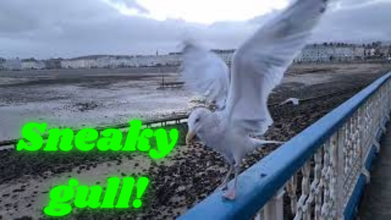 Seagull Dive slow motion