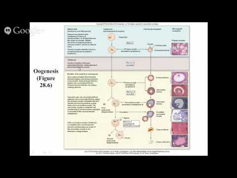 Gametes a.k.a. Sex Cells