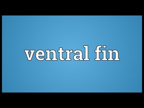 Ventral fin Meaning