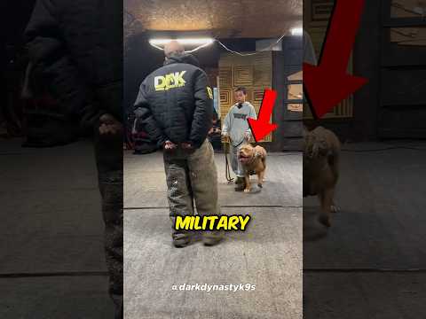 Military Dog Shows his Skills π€―