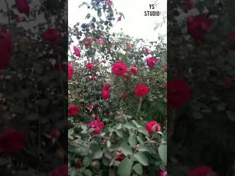 Red Rose's