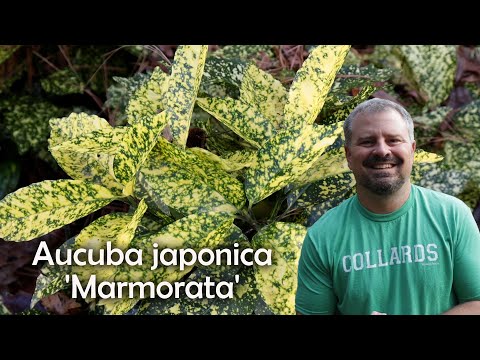 Aucuba japonica 'Marmorata'