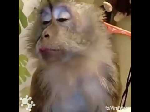 Monkey GIF vedio