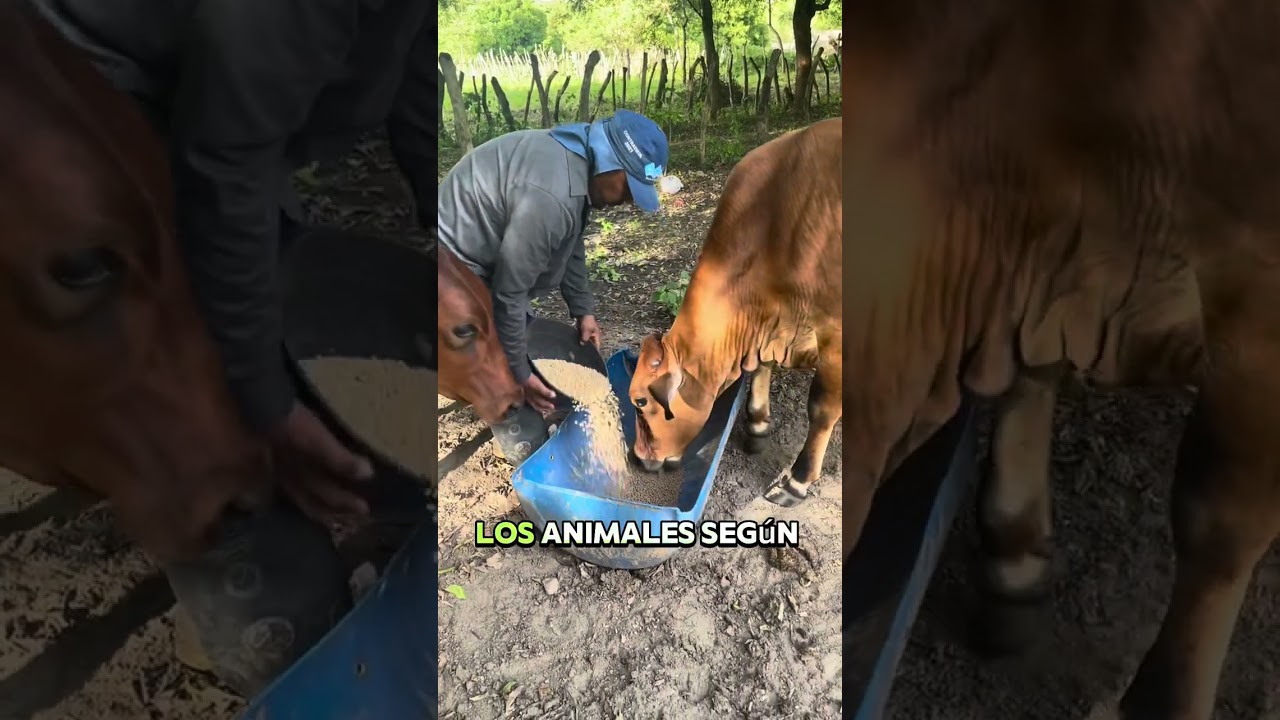 Eficiencia y Rentabilidad Ganadera