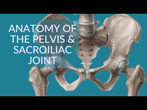 Anatomy and Function of the Pelvis, Lumbar & Sacroiliac Joint