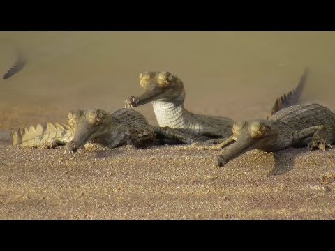 Crocodilian Superdads Gharial on the Chambal River in North India by Dr. Jeff Lang