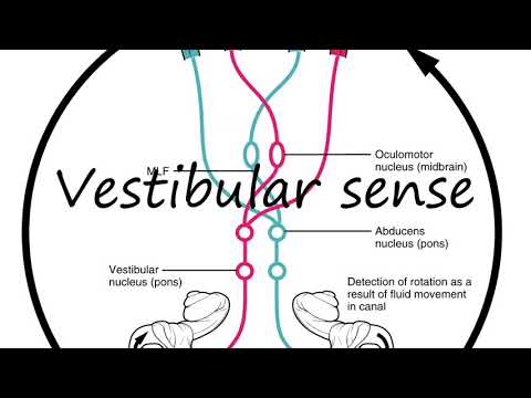 How to Pronounce Vestibular sense?