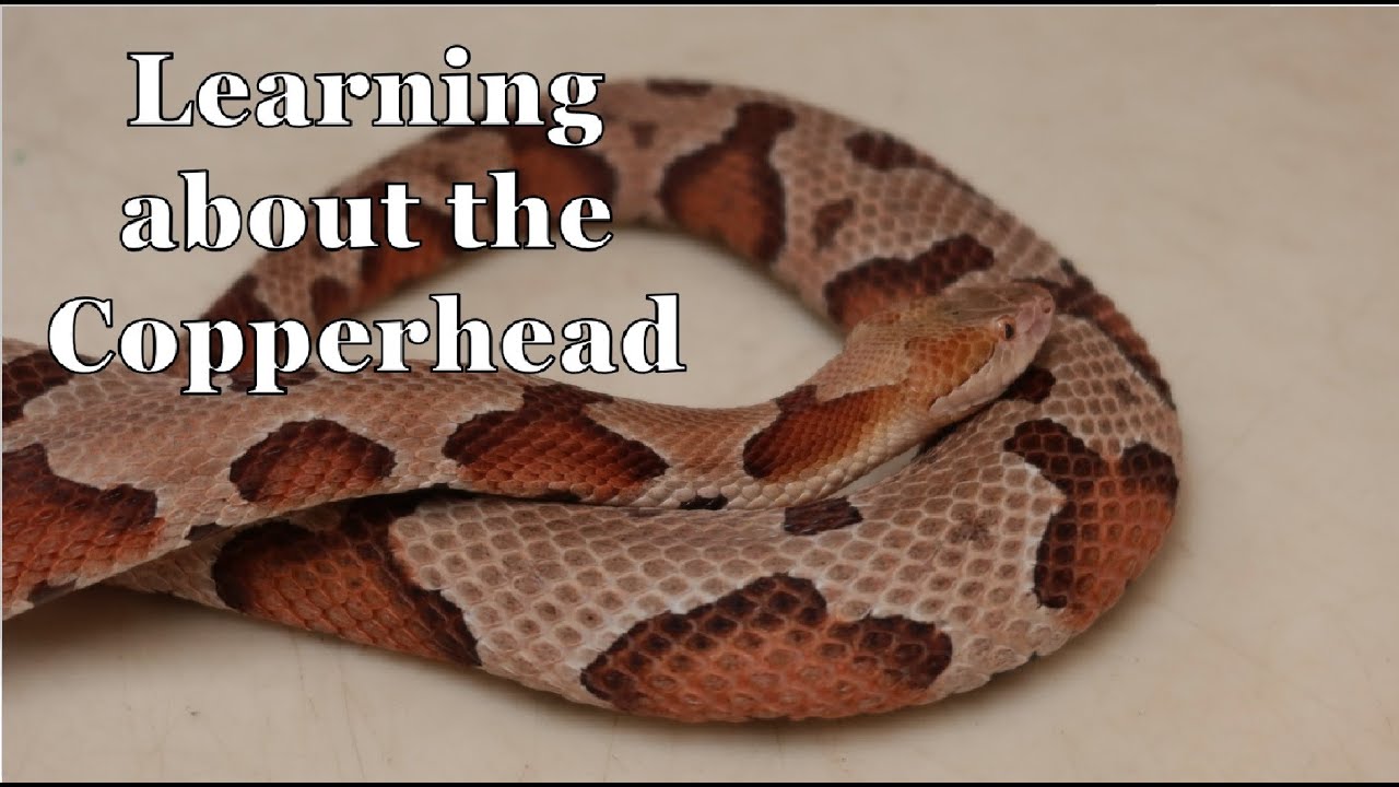 Learning about the Copperhead