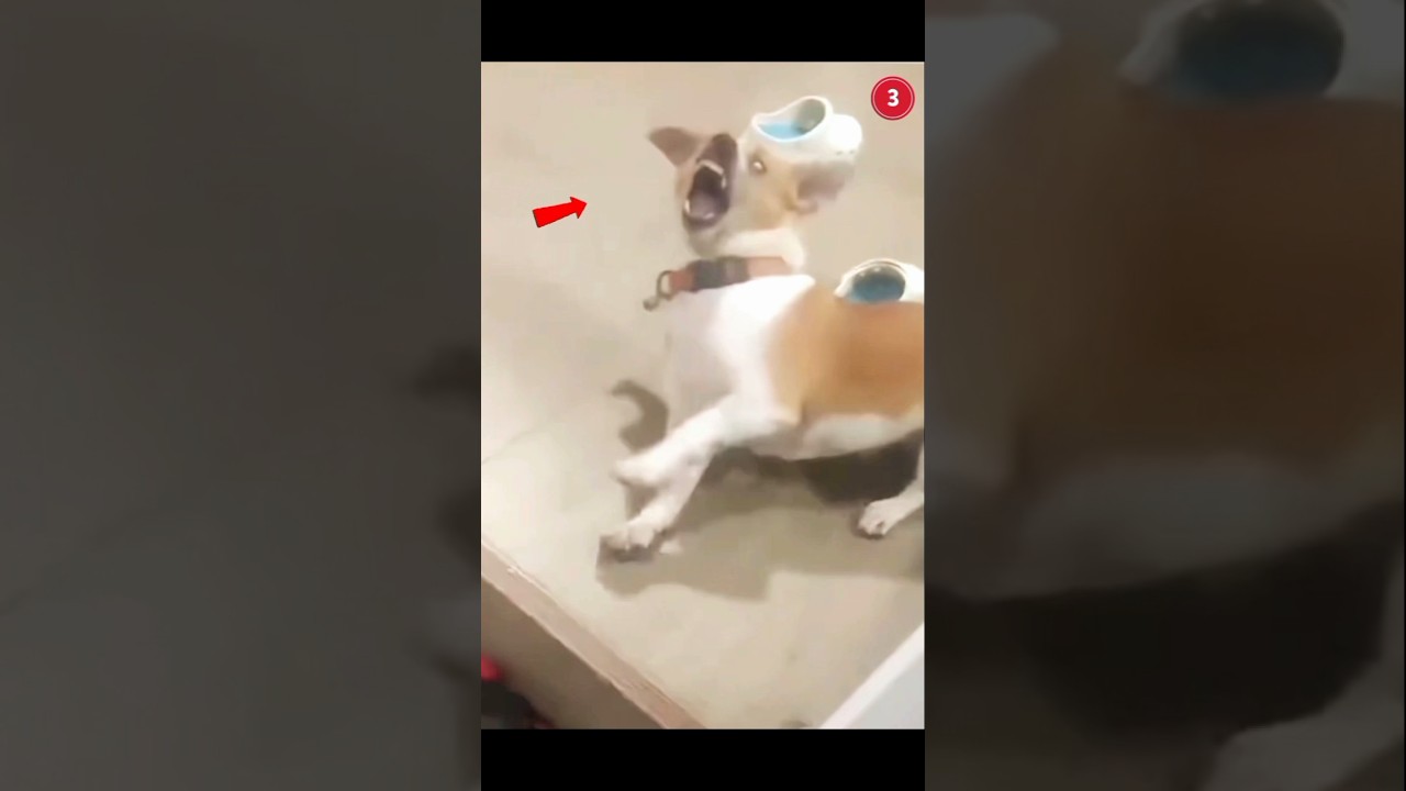 He Did This to His Dog… #3 Will Shock You 😳🐶