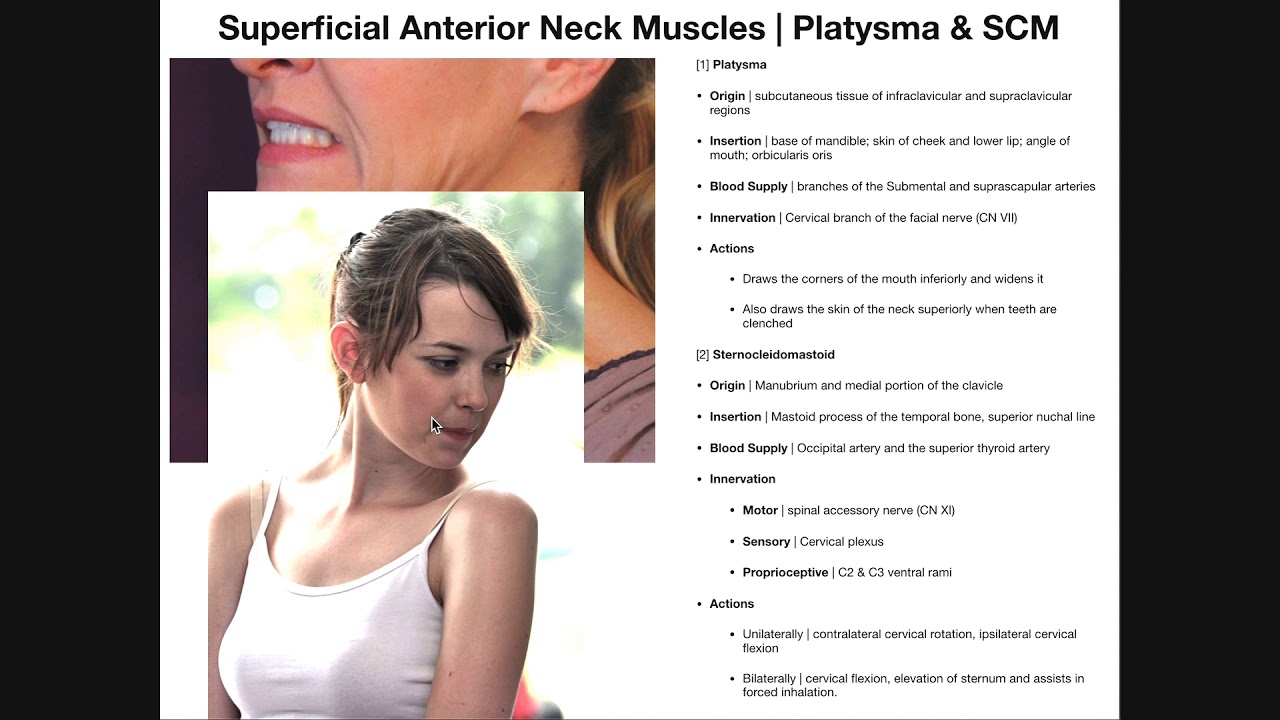 Superficial Neck Muscles & Identifying Structure Practice