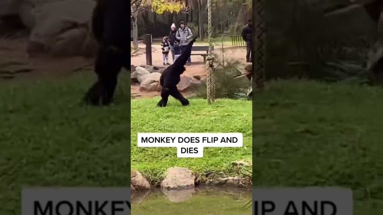 Monkey does a flip and dies