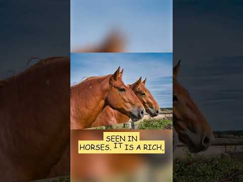 What is a chestnut horse? #horse #equestrian #animals