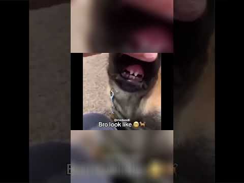 Why Buying a Guard Dog on Facebook Marketplace Was a Mistake
