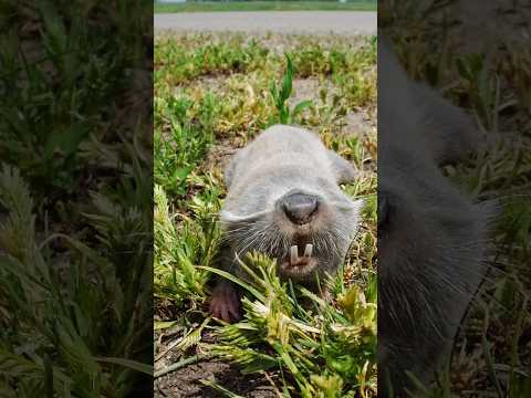 naked Mole Rat #shorts #shortsfeed #rat