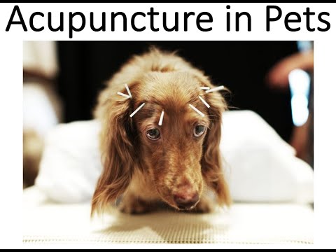 Acupuncture for Pets: What's the Point?