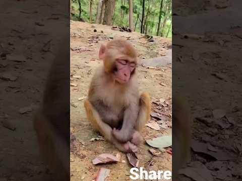 Good morning friends || Funny monkey 🐒