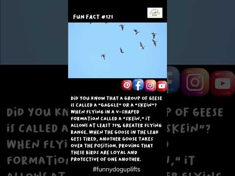 Fun Fact #121