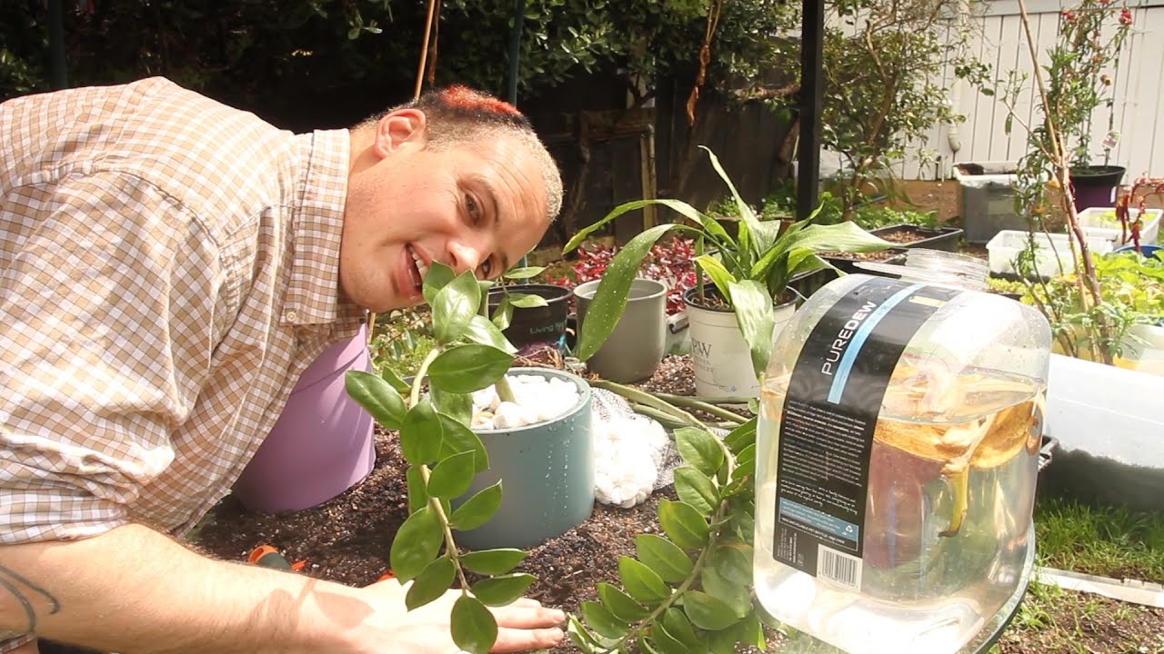 Kiwi As Gardening - Season 2 - JAMROCK - Root Division Propogation