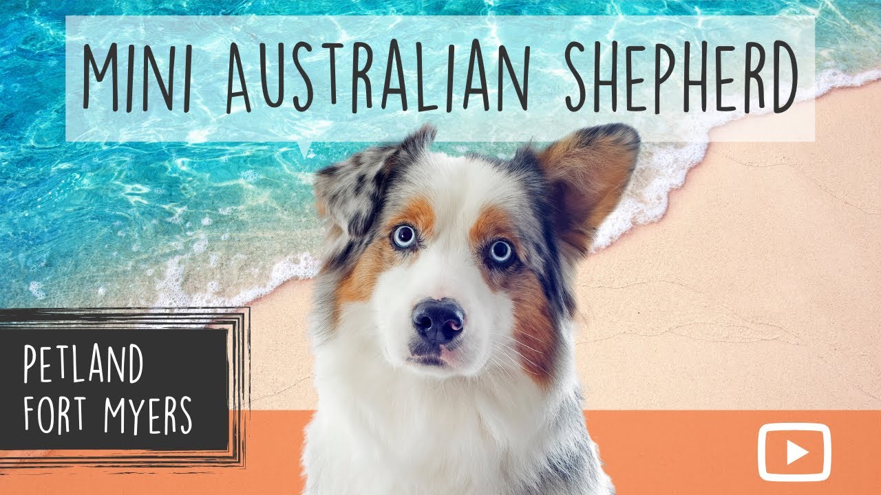 Miniature Australian Shepherd Breed Info 101
