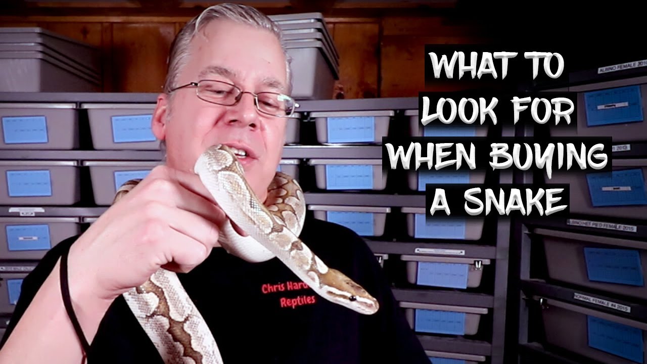 What to Look For When Buying a Ball Python