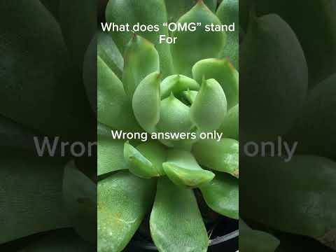What does omg stand for ? Wrong answers only #shorts #summer #wronganswersonly