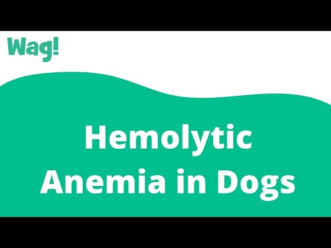 Hemolytic Anemia in Dogs | Wag!
