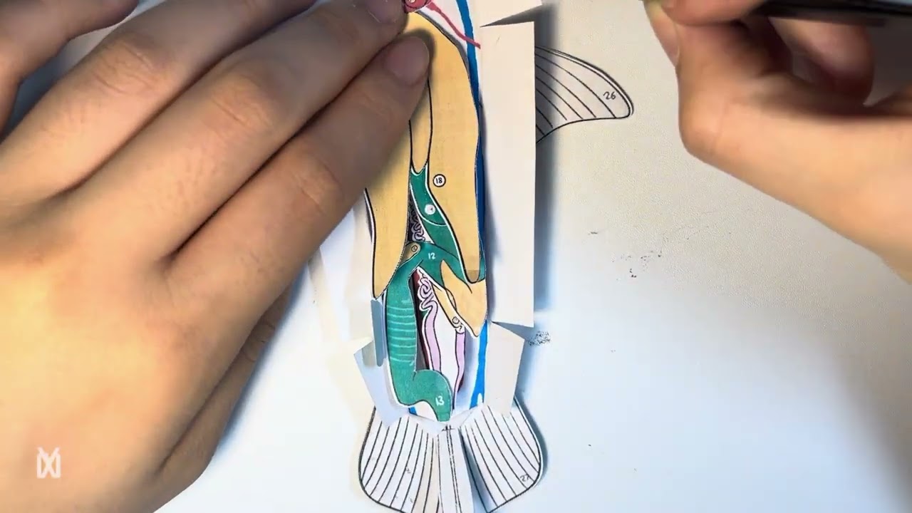 PA Dogfish Shark Dissection