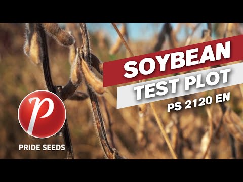 PRIDE Seeds PS 2120 EN in October