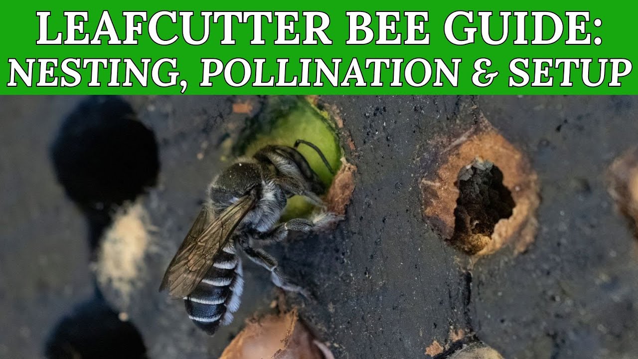 LEAFCUTTER BEE GUIDE! Learn about these tiny, mighty pollinators for greenhouses and summer blooms!