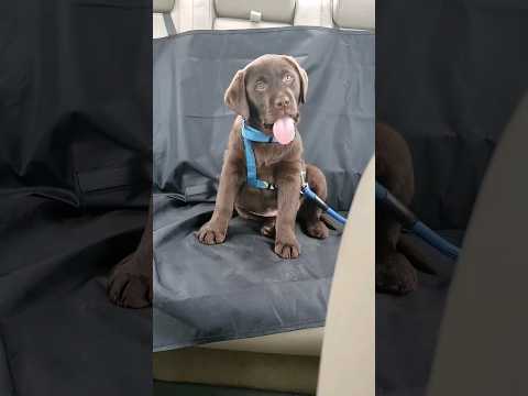 Sleepy puppy! #shorts #cute #dogs #labradors #puppy #chocolate #lab #animals