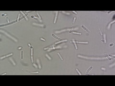 Bacillus spp