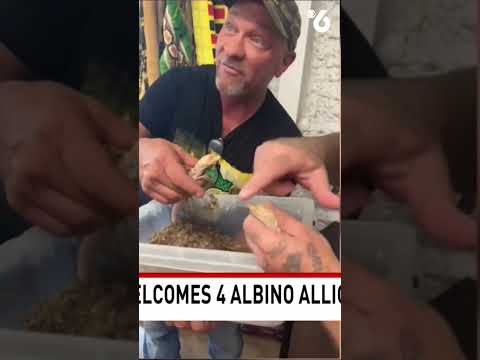 Gator Country’s newest stars: Four albino alligators steal the spotlight