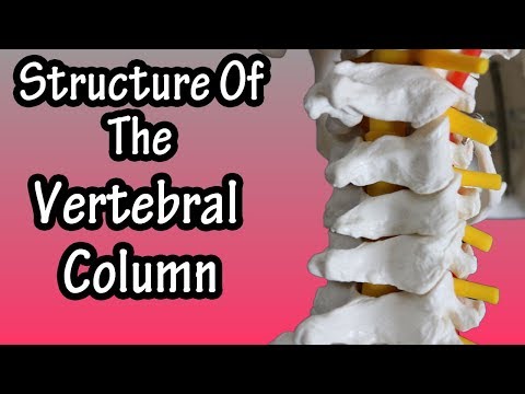 Structure Of The Vertebral Column - Functions Of The Spine - Bones Of The Vertebrae