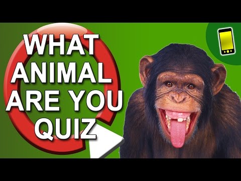 What Animal Am I? Quiz