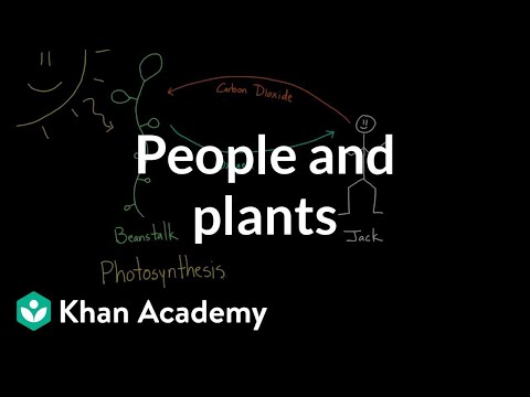 People and plants | Advanced respiratory system physiology | Health & Medicine | Khan Academy