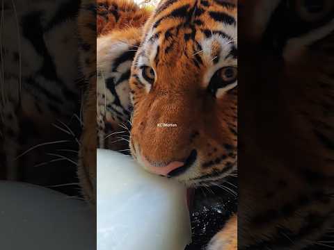 Two Tigers Licking Frozen Goat's Milk π―